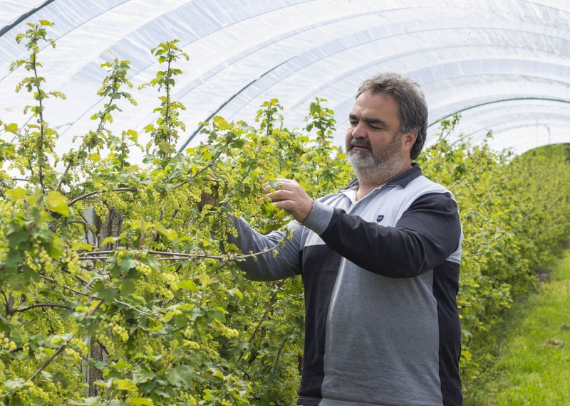 Le Velay est gourmand de ses fruits rouges ! – VelayAttractivitéTourisme