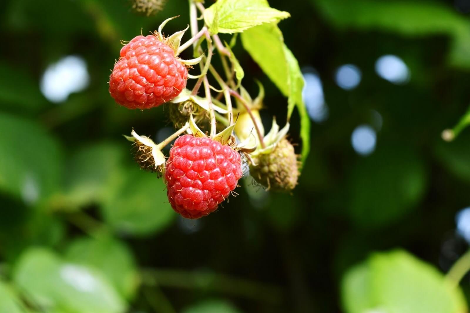 Le Velay est gourmand de ses fruits rouges ! – VelayAttractivitéTourisme