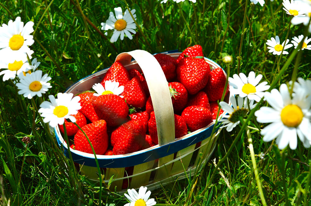 Le Velay est gourmand de ses fruits rouges ! – VelayAttractivitéTourisme