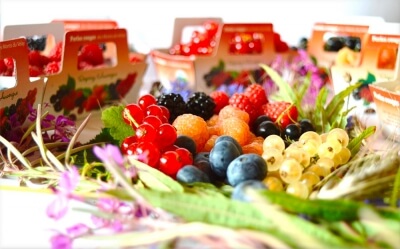 Le Velay est gourmand de ses fruits rouges ! – VelayAttractivitéTourisme