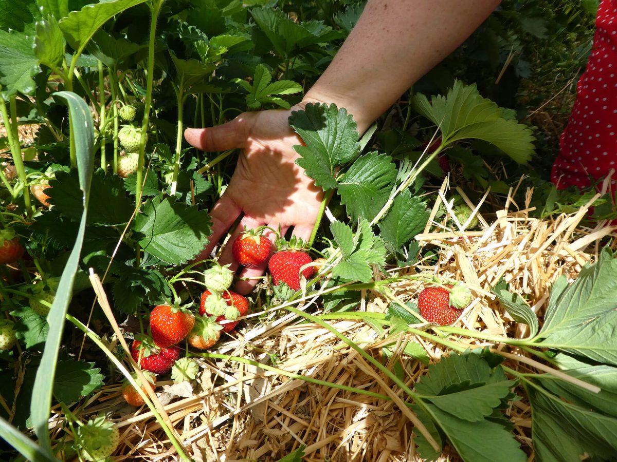 Virginie s’est reconvertie dans la culture de fruits rouges ...