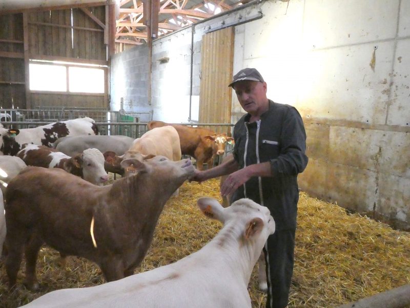 Le Vedelou, une viande d’une qualité exceptionnelle en Velay ...