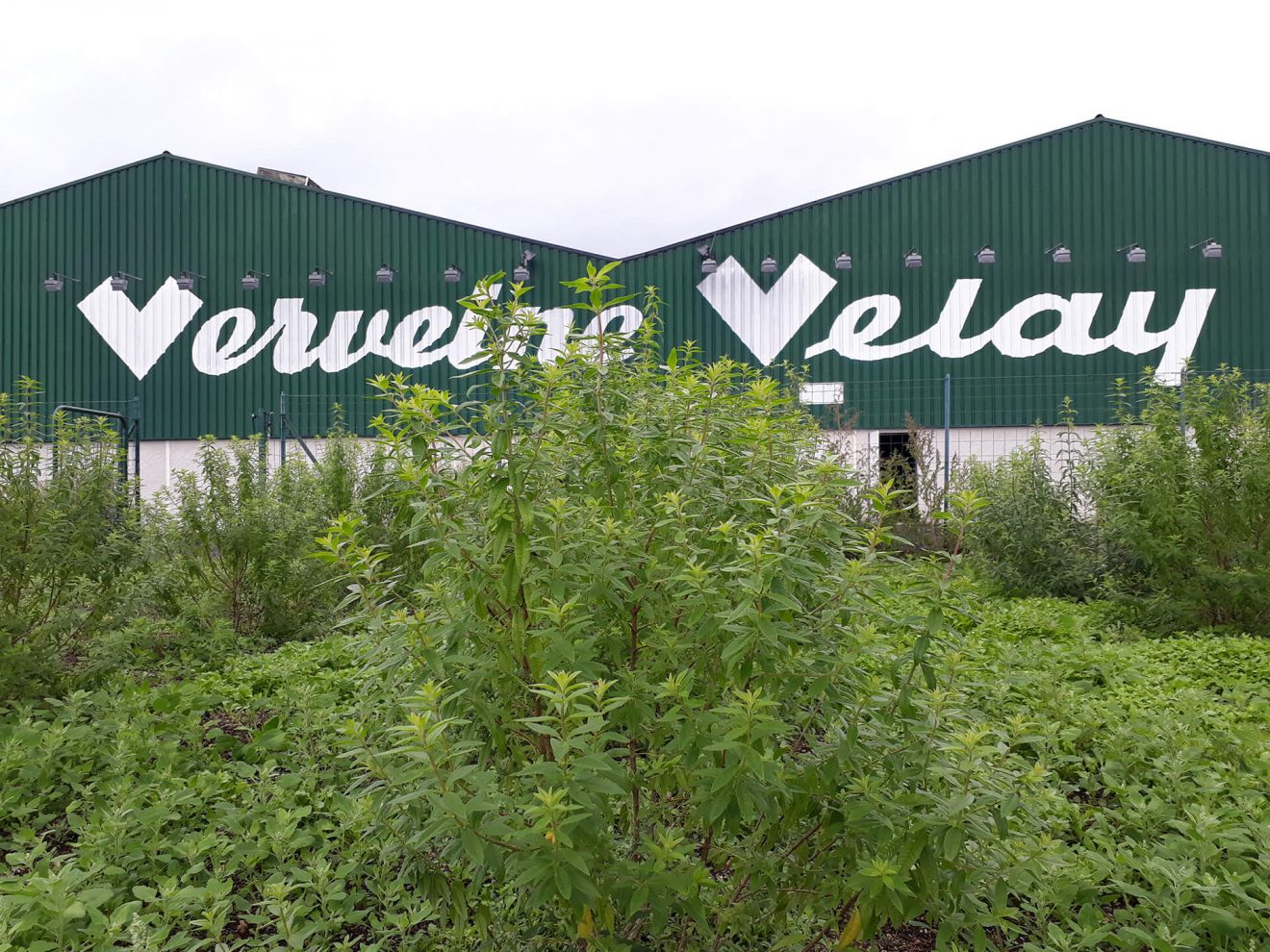 Verveine PAGES Velay Attractivité (10) – VelayAttractivitéTourisme