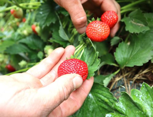 Les Ruches du Haut Allier ne manquent pas d’idées ! – Velay ...